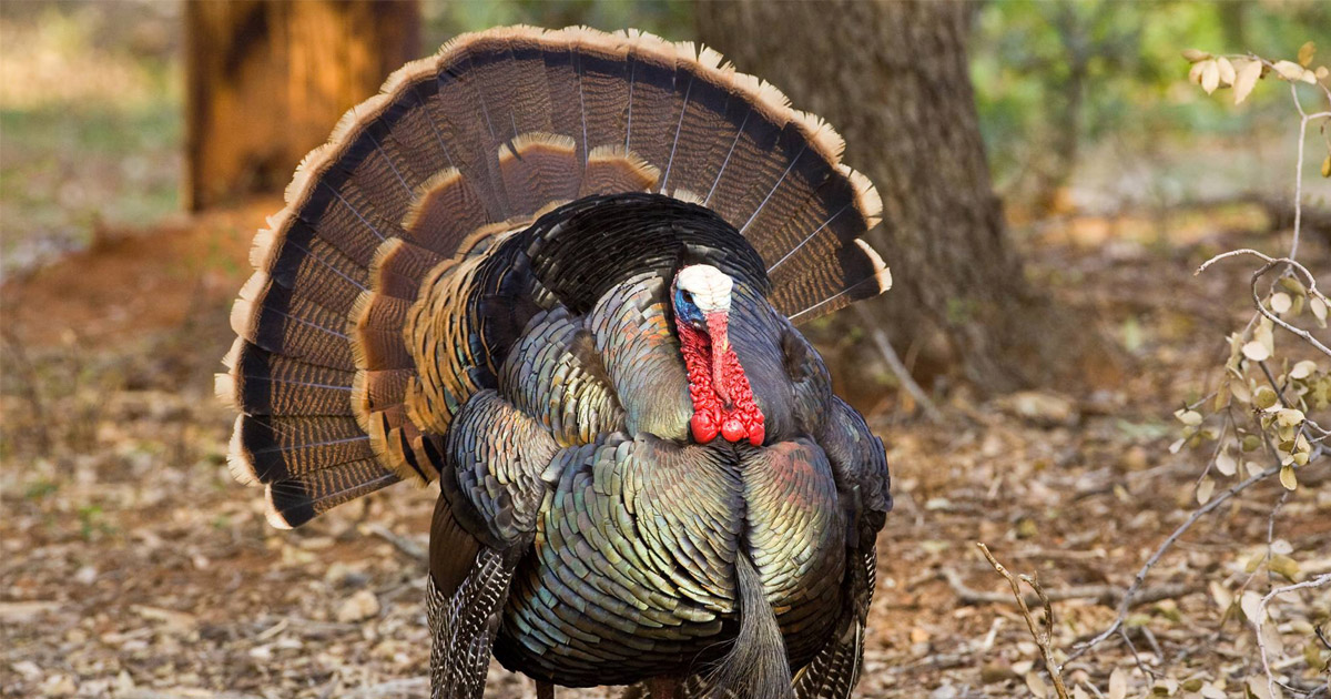 Un meilleur habitat pour le dindon sauvage