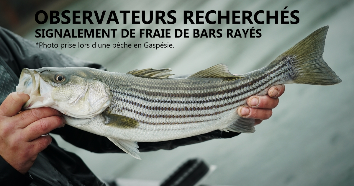 FÉDÉCP - Opération Bar Rayé - Signalement de fraie